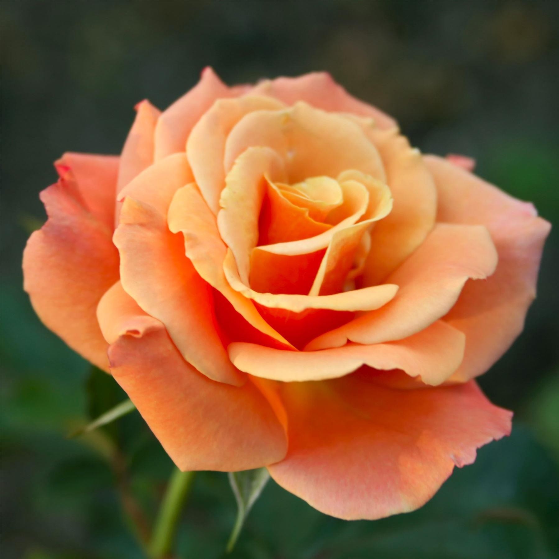 A Rose of Affirmation – Amazing God Stories