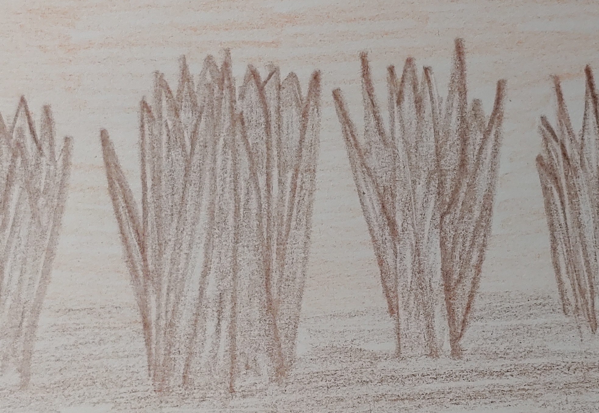 Don’t Judge a Plant by Its Leaves (An Allegory Based on a Dream, March ...